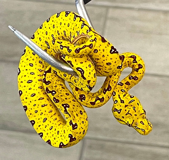 Yellow Biak Green Tree Python (YGTP05) by Reptile Pets Direct