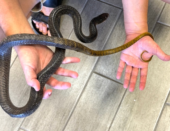 Yellow Tailed Cribo Pair Cribo & Indigo Snakes by Reptile Pets Direct