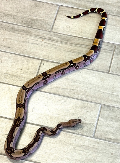 Guyana Red Tail Boa 4' Female *Purple Sided* (GBF04) True Red-Tailed ...