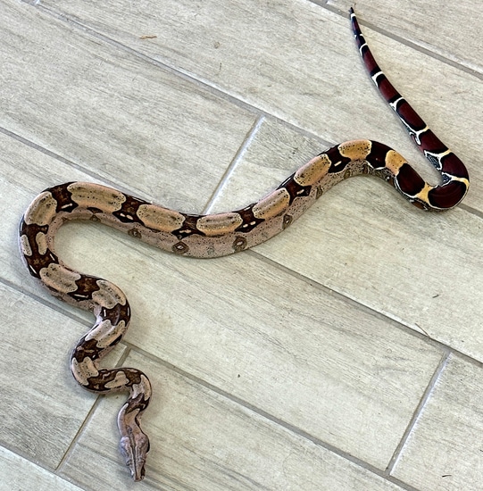 Guyana Red Tail Boa 4' Female (GBF5) True Red-Tailed Boa Constrictor by ...