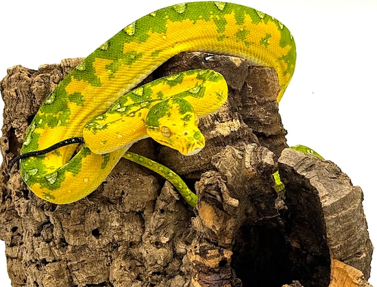 Biak Green Tree Python Extreme Yellow Female (BEYF01) by Reptile Pets ...