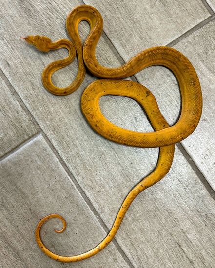 Butter Yellow Amazon Tree Boa Male (BYATB1) by Reptile Pets Direct