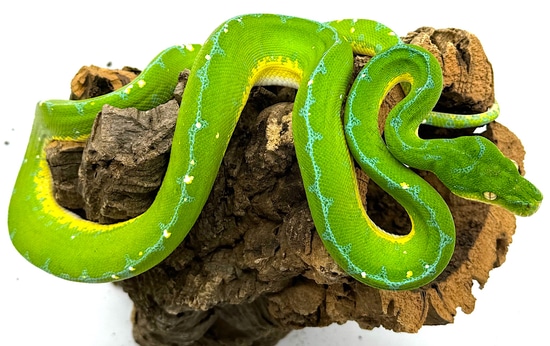 Jayapura Green Tree Python Female (JFGTP12) by Reptile Pets Direct