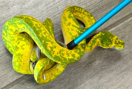 Biak Green Tree Python Male (BGTPM15) by Reptile Pets Direct