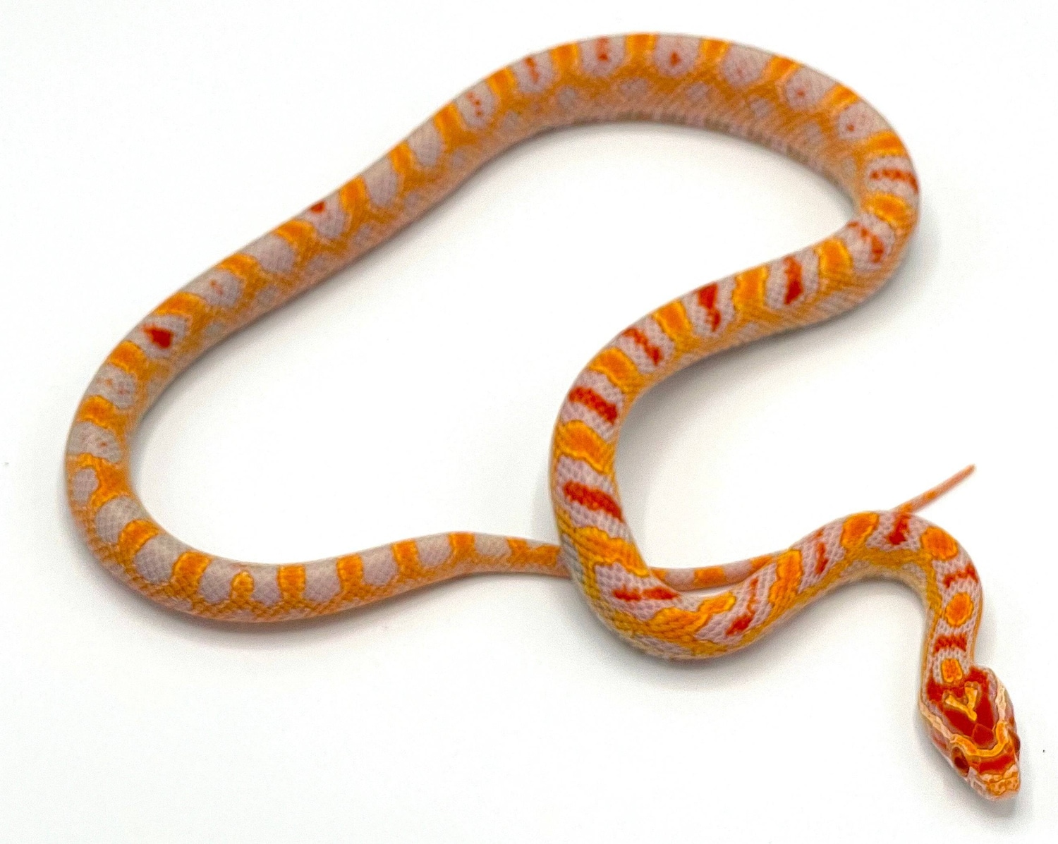Extreme Reverse Albino Okeetee Corn Snake
