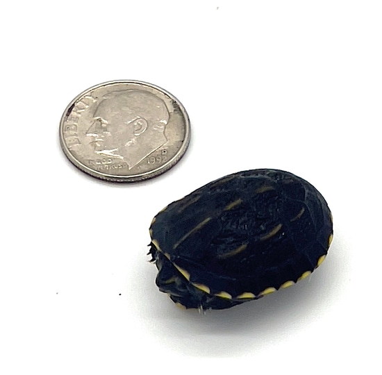 3 Stripe Mud Turtle Mud & Musk Turtles by Reptile Pets Direct