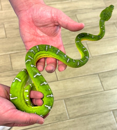Emerald Tree Boa Female Juvenile 24" (EBT5) Northern Emerald Tree Boa ...