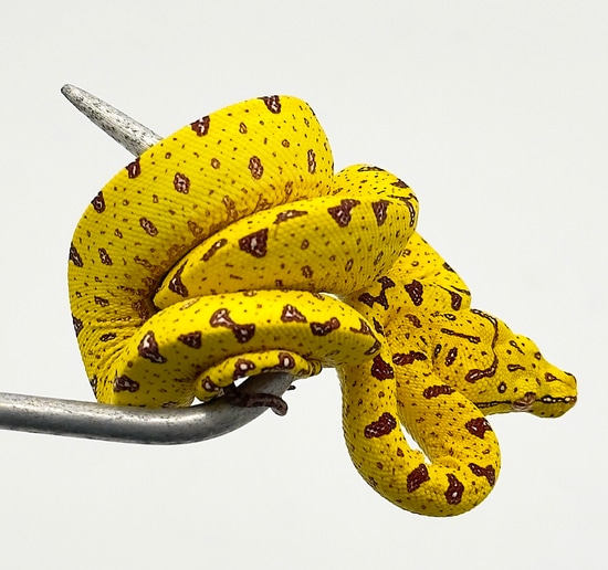 Biak Green Tree Python Yellow (YBGTP13) by Reptile Pets Direct