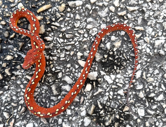 Biak Green Tree Python Red (BRGTP22) by Reptile Pets Direct