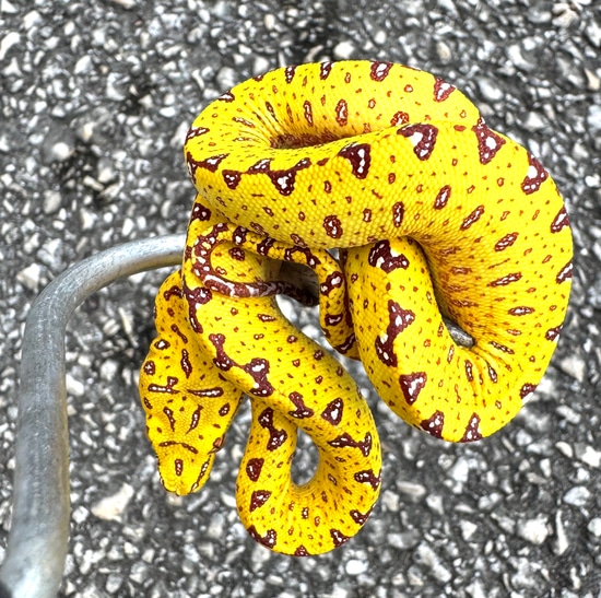 Biak Green Tree Python Yellow (BYGTP25) by Reptile Pets Direct