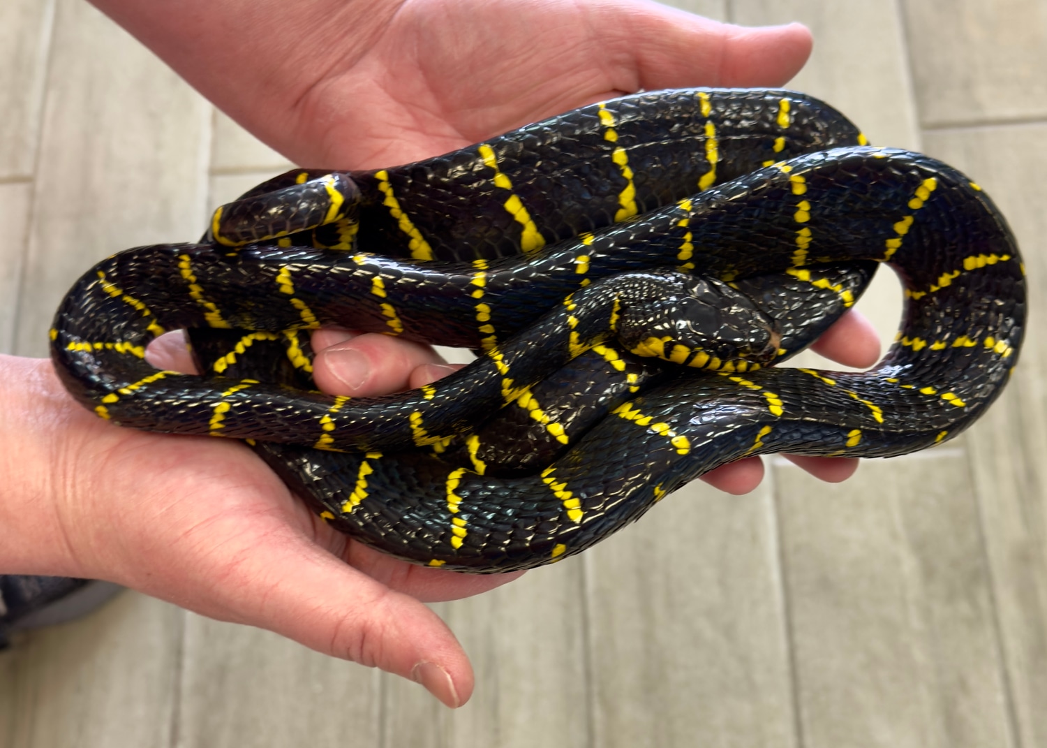 Mangrove Snakes (Boiga dendrophila) (MSF1)
