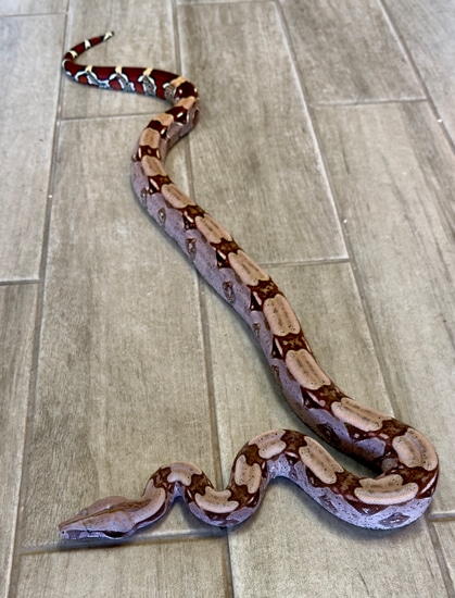 Guyana Red Tail Boa Female Purple Sided 3' True Red-Tailed Boa ...