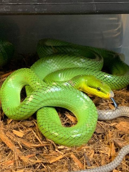 Red Tail Green Rat Snakes Adults Red-Tailed Green Rat Snake by Reptile ...