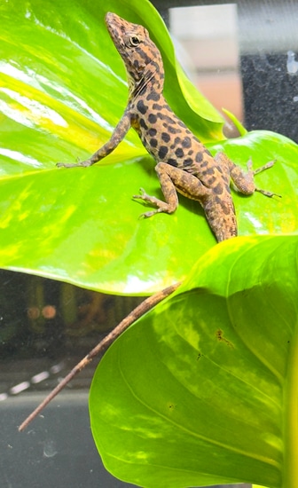 Dalmatian Anoles Pair (Anolis Sabanus) by Reptile Pets Direct