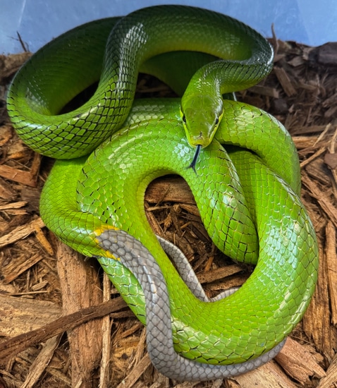 Red Tail Green Rat Snake Female (RTGRF2) Red-Tailed Green Rat Snake by ...