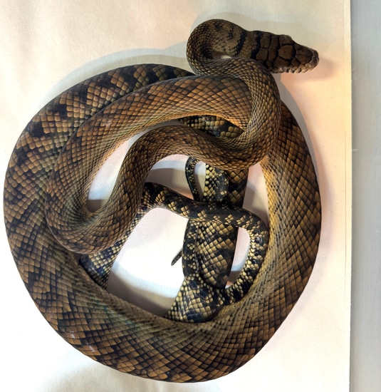 Barneck Scrub Python 3' Juvenile (BSP3) by Reptile Pets Direct