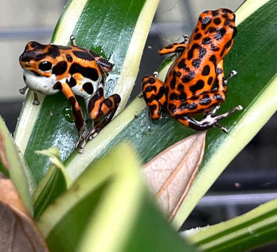 Red Frog Beach Strawberry Dart Frogs (Oophaga Pumilio) Other Dart Frog ...