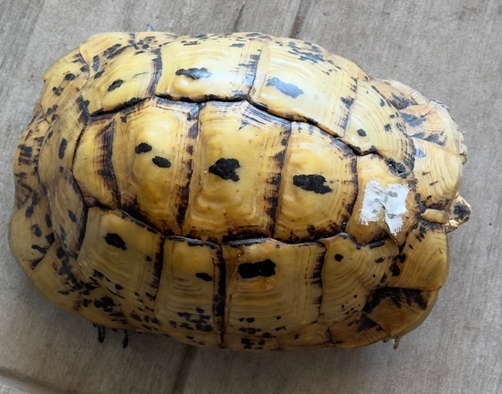 Libyan Greek Tortoise Female (LG14) by Reptile Pets Direct