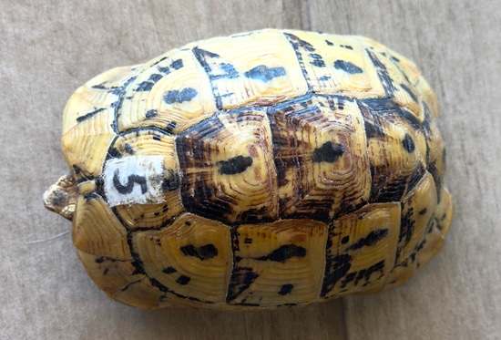 Libyan Greek Tortoise Female Juvenile (LG5) by Reptile Pets Direct