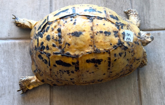 Libyan Greek Tortoise Female (LG33) by Reptile Pets Direct
