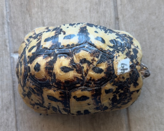 Libyan Greek Tortoise Female (LG49) by Reptile Pets Direct