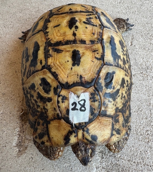 Libyan Greek Tortoise Female (LGF28) by Reptile Pets Direct