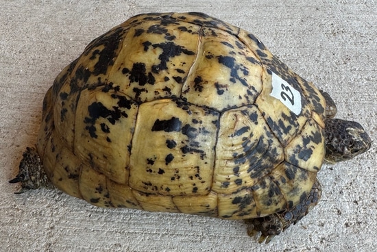 Libyan Greek Tortoise Female (LGF23) by Reptile Pets Direct