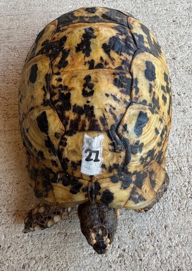 Libyan Greek Tortoise Female (LGF21) by Reptile Pets Direct