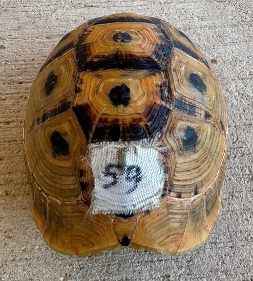 Tunisian Tortoises High Gold Female (Testudo Graeca Nabeulensis) (TT59 ...