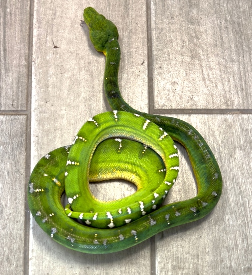 Emerald Tree Boa Female 3' (ETBF8) Northern Emerald Tree Boa by Reptile ...