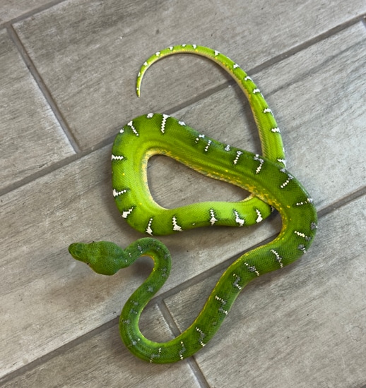 Emerald Tree Boa Male 18-24" (ETBJM9) Northern Emerald Tree Boa by ...