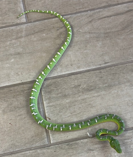 Emerald Tree Boa Female 18" (ETBJF11) Northern Emerald Tree Boa by ...