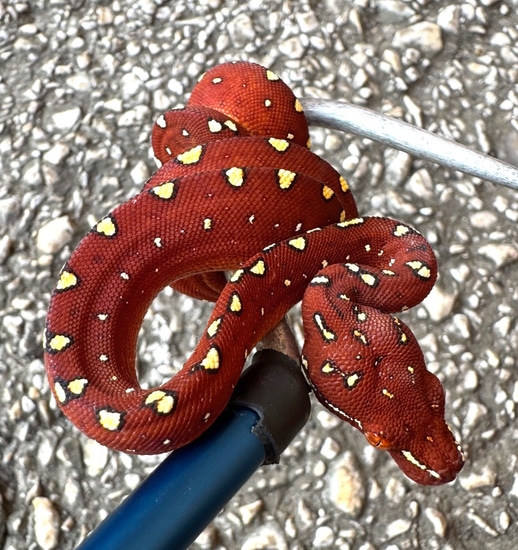 Biak Green Tree Python Red Neonate (RBGTPN1) by Reptile Pets Direct