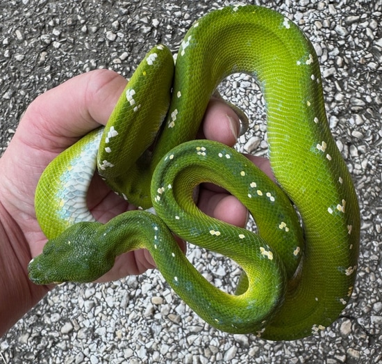 Aru Green Tree Python Female (AGTPF4) by Reptile Pets Direct