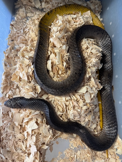 Yellow Tail Cribo Male 5’ Cribo & Indigo Snakes by Reptile Pets Direct