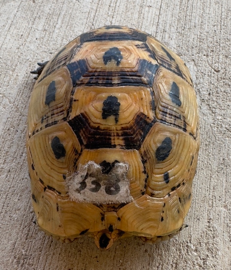 Tunisian Tortoises Male (Testudo Graeca Nabeulensis) (TT338) Greek ...