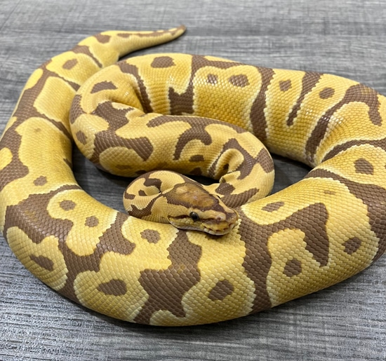 Ultramel Crypton RTB Female Ball Python by Spectral Serpents