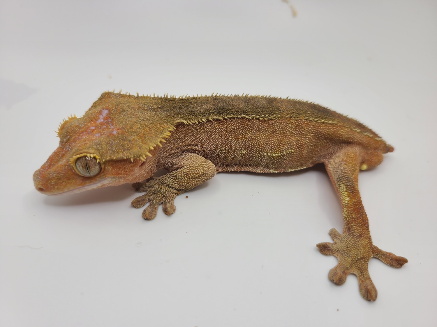 Red Bicolor Patternless Male Crested Gecko by Viridian Reptiles ...