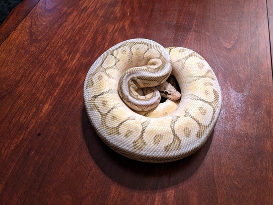 Super Pastel Mojave Spider Ball Python by Stef's Snakes