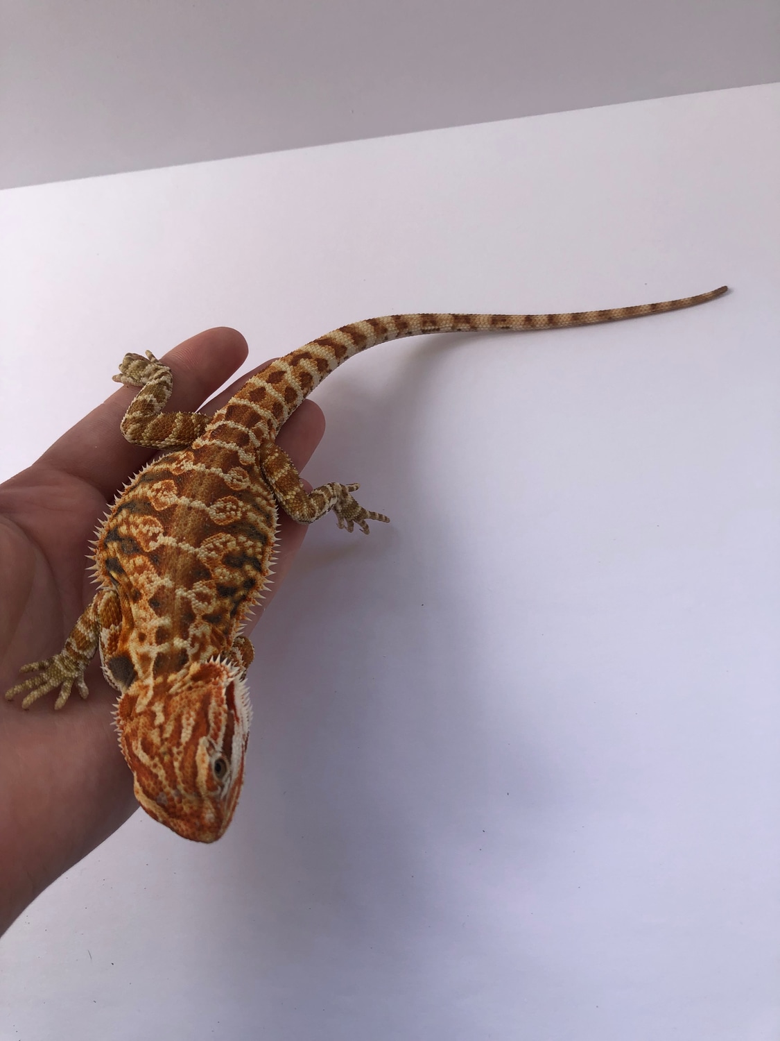 Red Leatherback Het Hypo Het Trans Central Bearded Dragon by Lavender ...