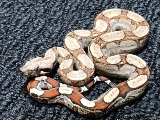 Roswell Laddertail Boa Constrictor by Lavender Moon Exotics