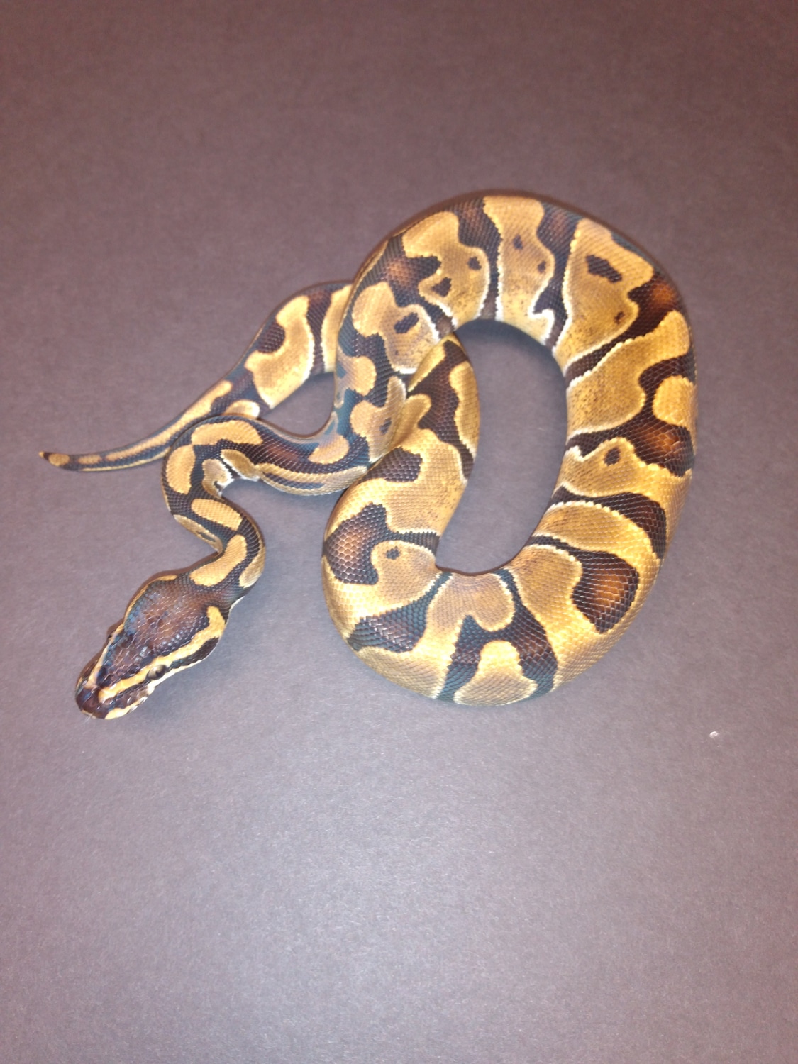 Enchi Ball Python by Electric City Exotics - MorphMarket