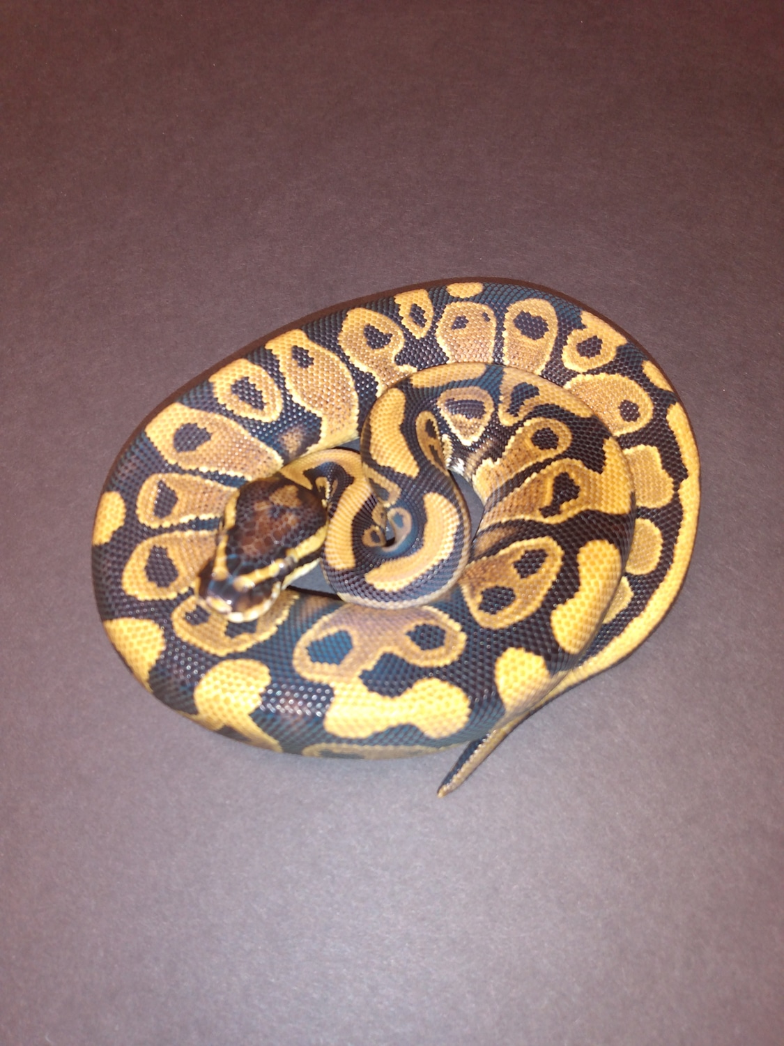 Fire Yellow Belly Ball Python by Electric City Exotics - MorphMarket