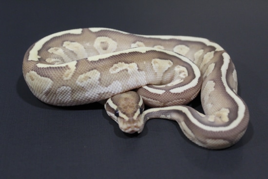 Lesser, Fire Ball Python by Electric City Exotics