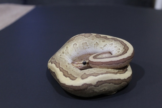 Kingpin Ball Python by Electric City Exotics