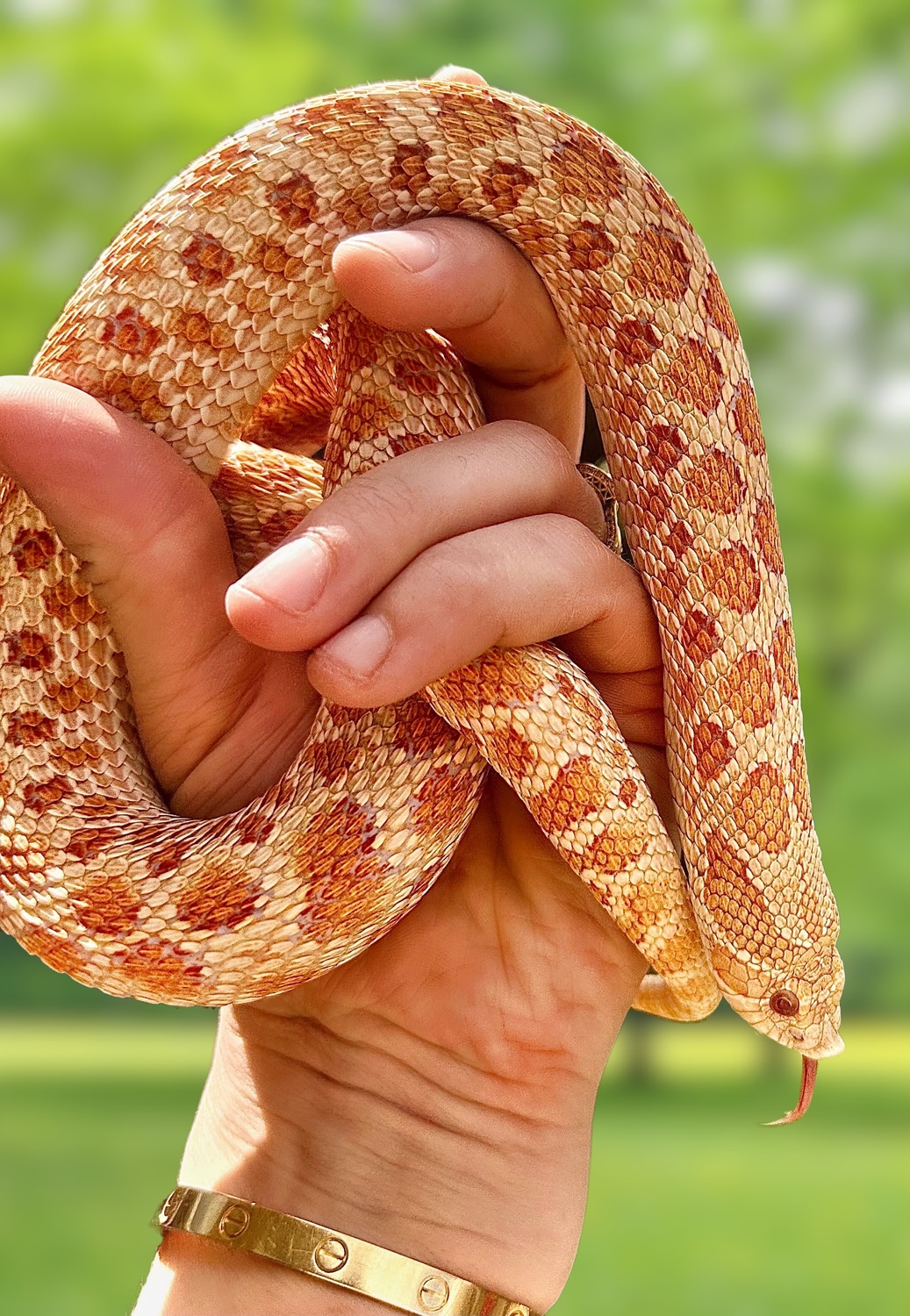 Lavish Royals's Collection - MorphMarket