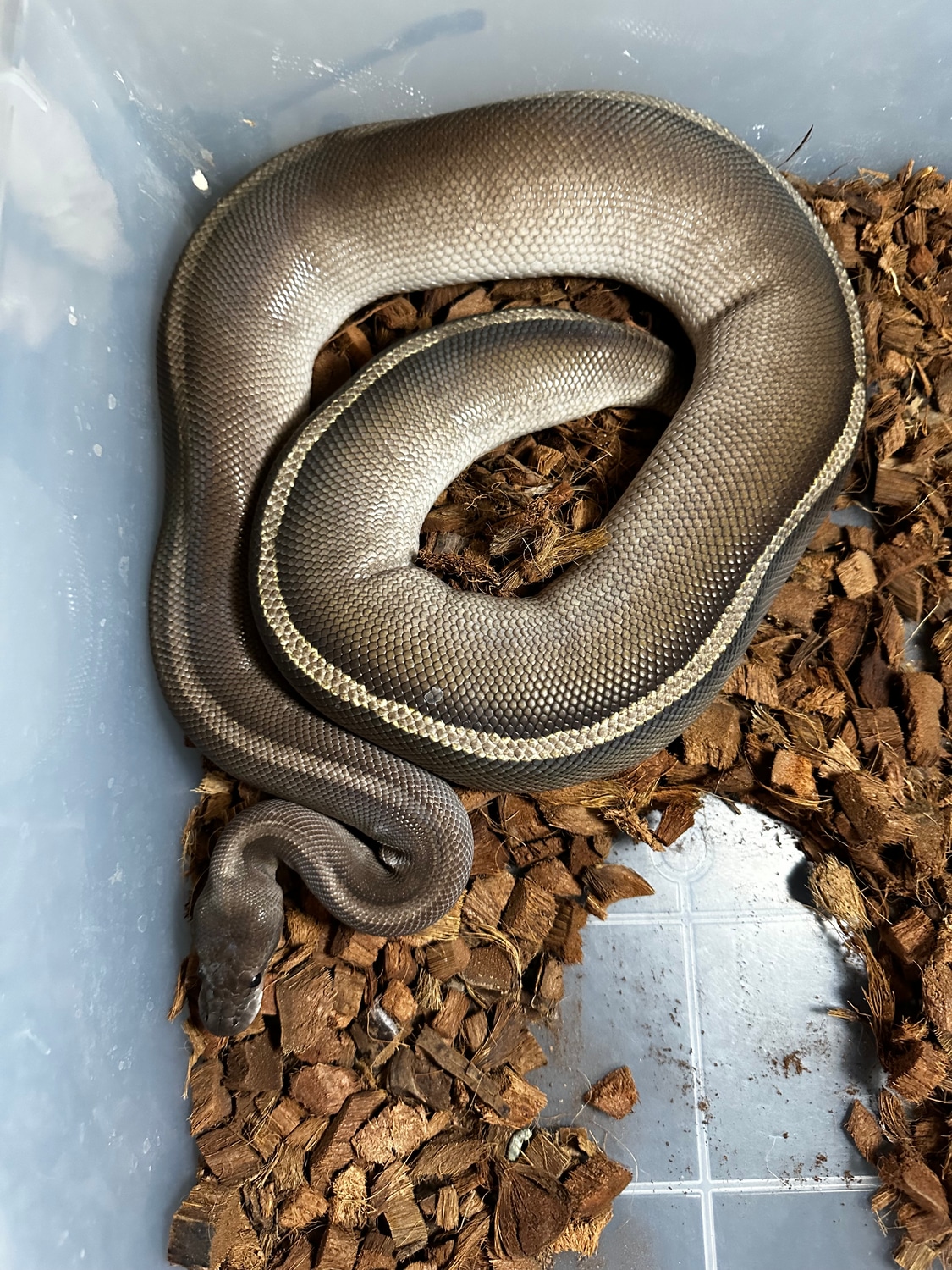 GHI Mojave Cinnamon Ball Python by NorcalMorphs - MorphMarket