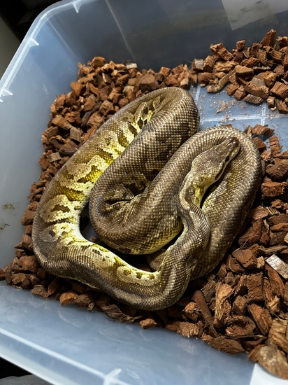Black Pewter Fire Ball Python by NorcalMorphs