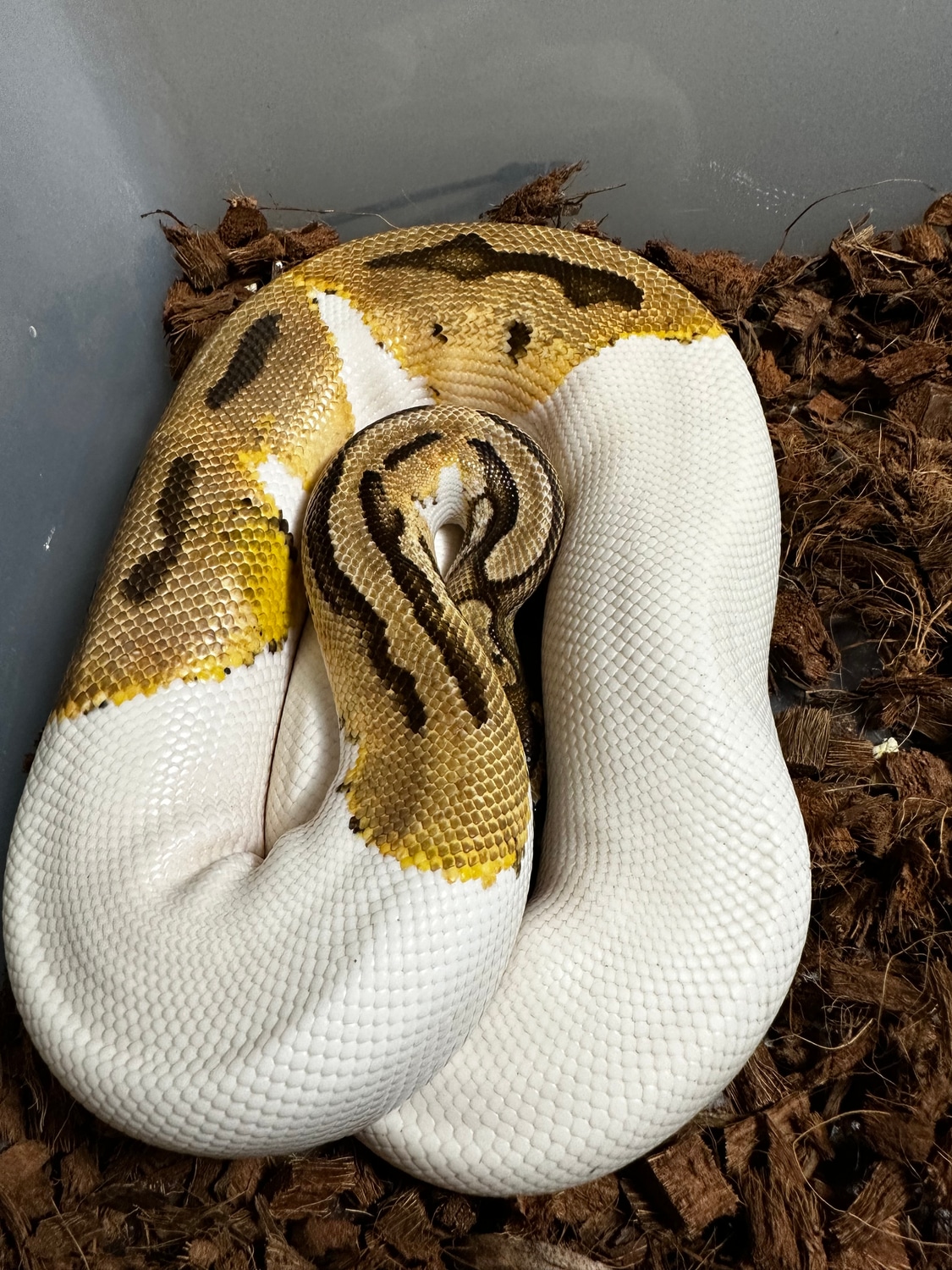 Orange Dream Pied Ball Python by NorcalMorphs - MorphMarket