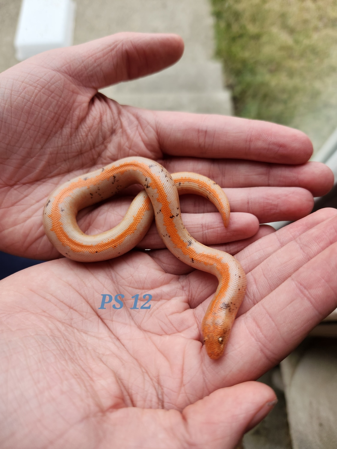 Paradox Albino Stripe Kenyan Sand Boa by Miller's Exotics - MorphMarket